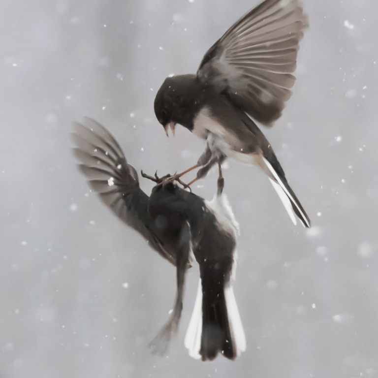 Why do Birds Puff Up? (Expert Reason Why!) - Happy Birding