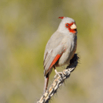 Types of Cardinals (What Colors are Cardinals?) - Happy Birding