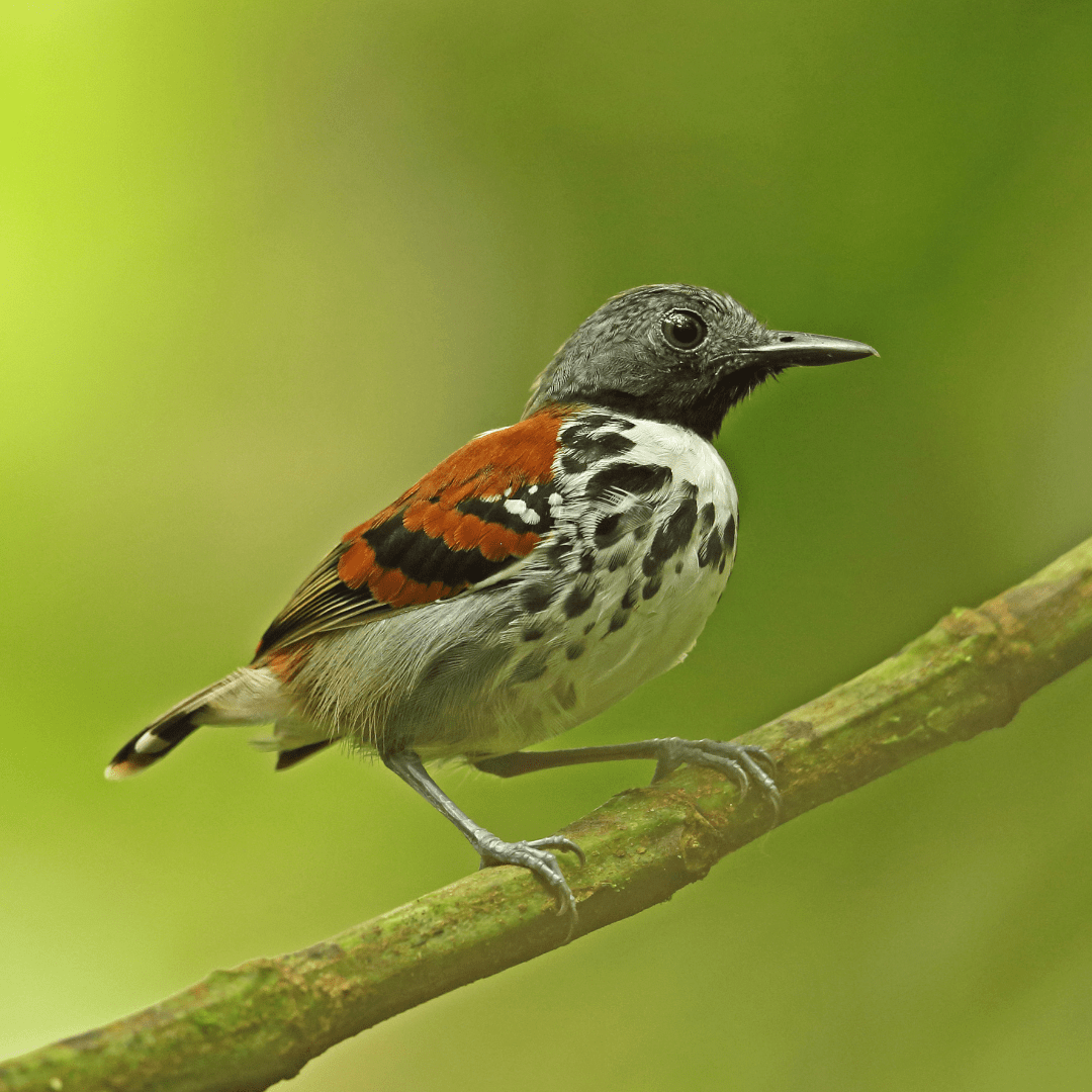 Do Birds Eat Ants? All Questions Answered! - Happy Birding
