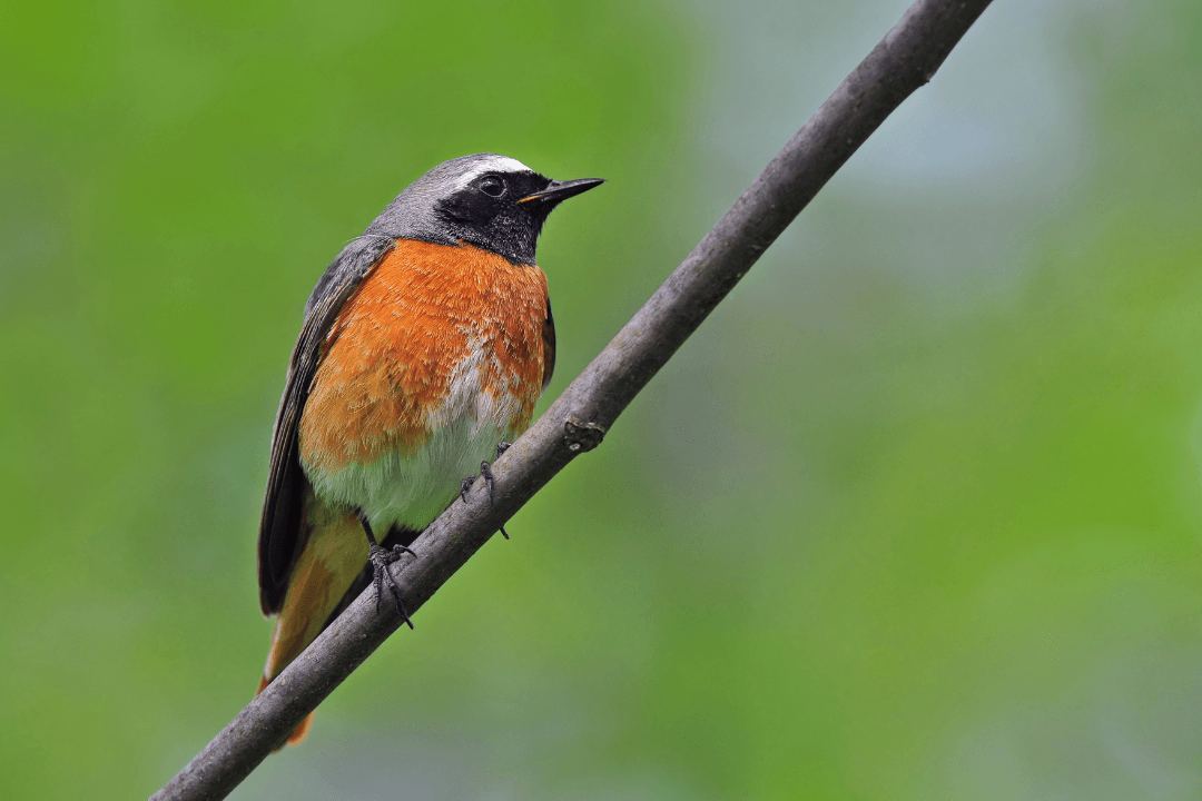 Stunning Orange and Black Birds: 22 Species to Discover - Happy Birding