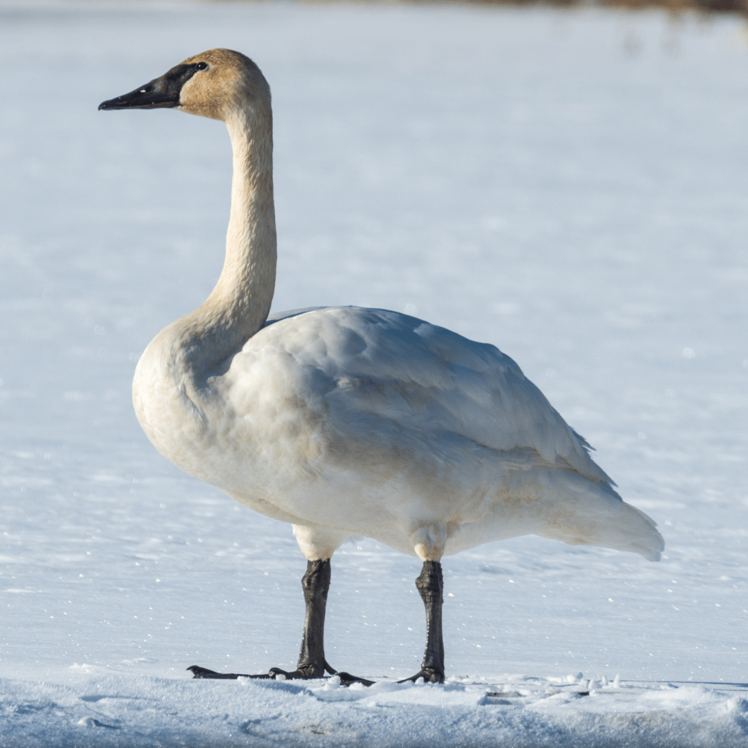 26 Beautiful White Birds (What bird did you see!) - Happy Birding