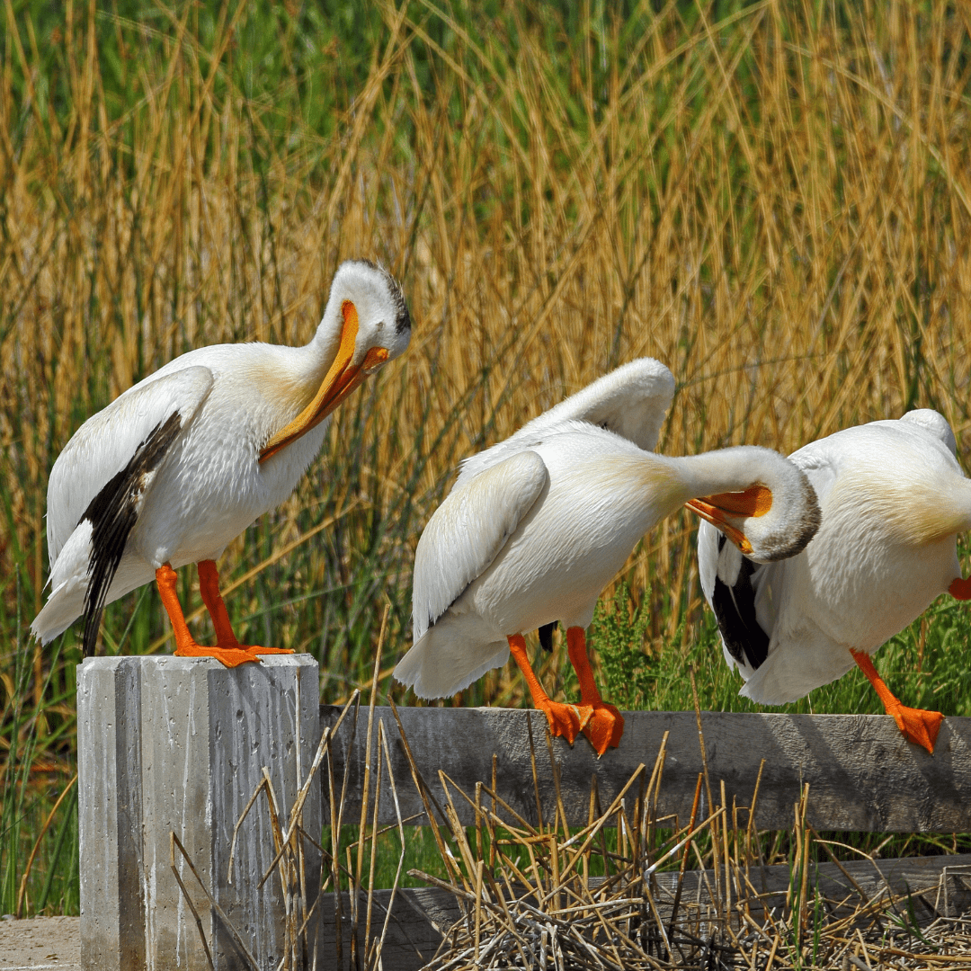 26 Beautiful White Birds (What bird did you see!) - Happy Birding