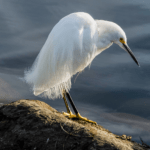 26 Beautiful White Birds (What bird did you see!) - Happy Birding