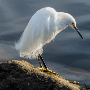 26 Beautiful White Birds (What bird did you see!) - Happy Birding