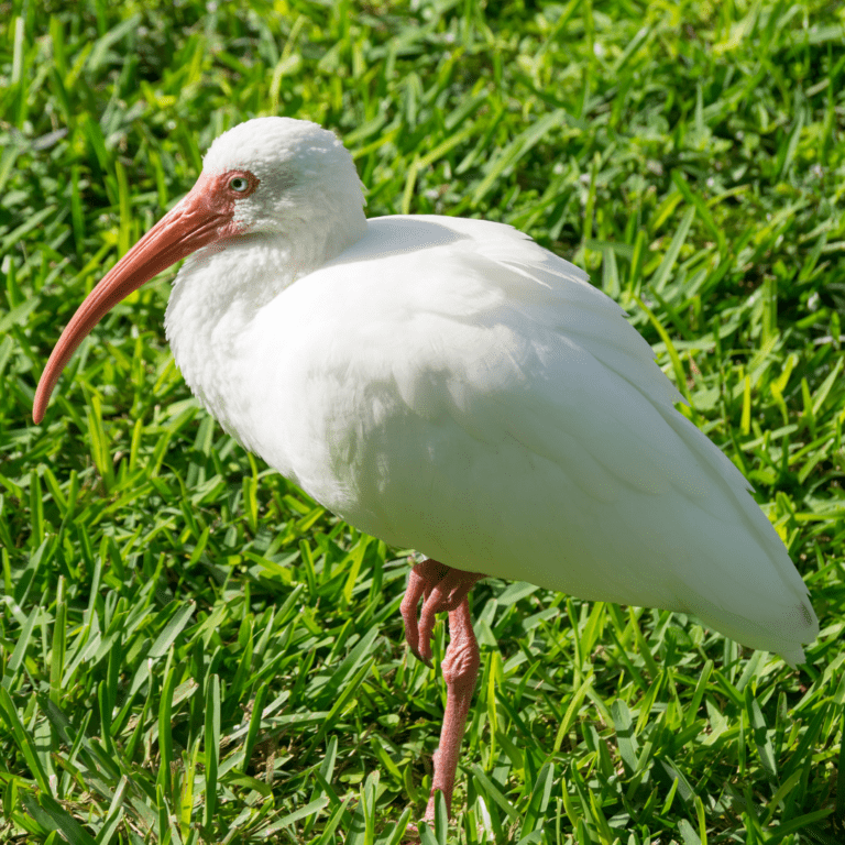 26 Beautiful White Birds (What bird did you see!) - Happy Birding