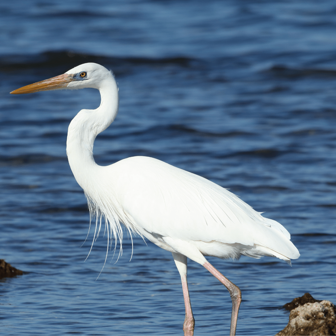 26 Beautiful White Birds (What bird did you see!) - Happy Birding