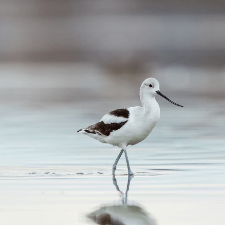 26 Beautiful White Birds (What bird did you see!) - Happy Birding
