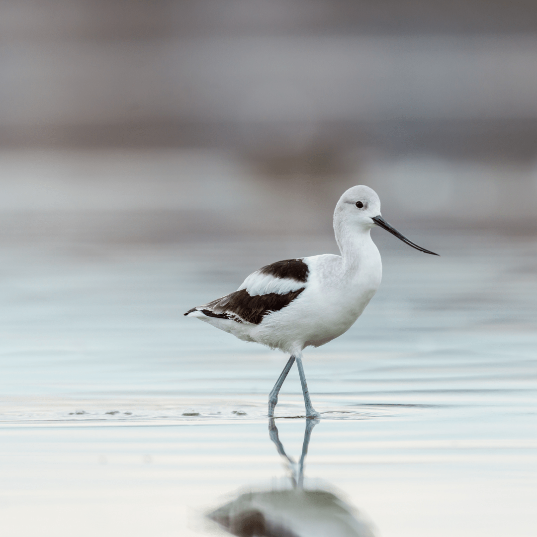 26 Beautiful White Birds (What bird did you see!) - Happy Birding