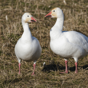 26 Beautiful White Birds (What bird did you see!) - Happy Birding