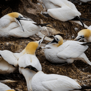 26 Beautiful White Birds (What bird did you see!) - Happy Birding