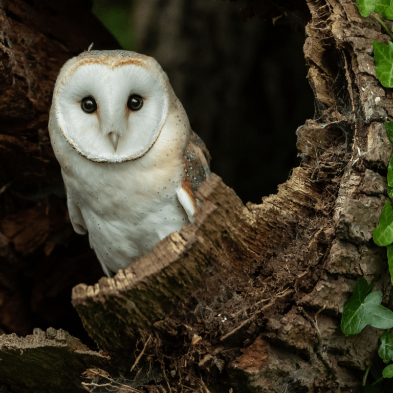 26 Beautiful White Birds (What bird did you see!) - Happy Birding
