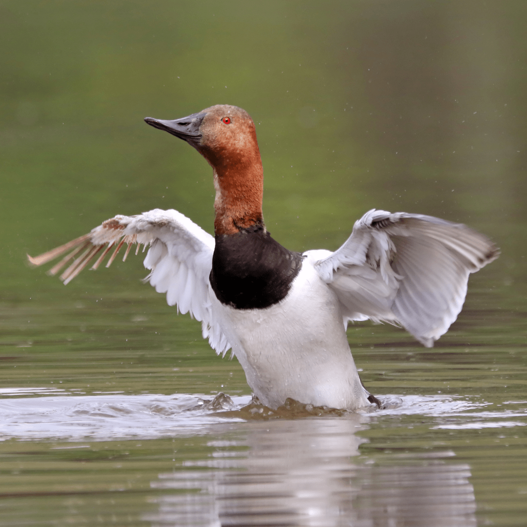 26 Beautiful White Birds (What bird did you see!) - Happy Birding