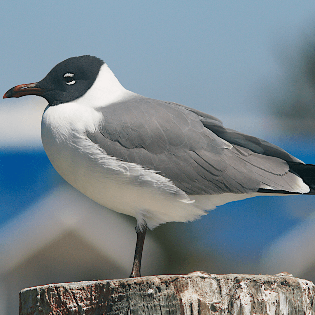 26 Beautiful White Birds (What bird did you see!) - Happy Birding