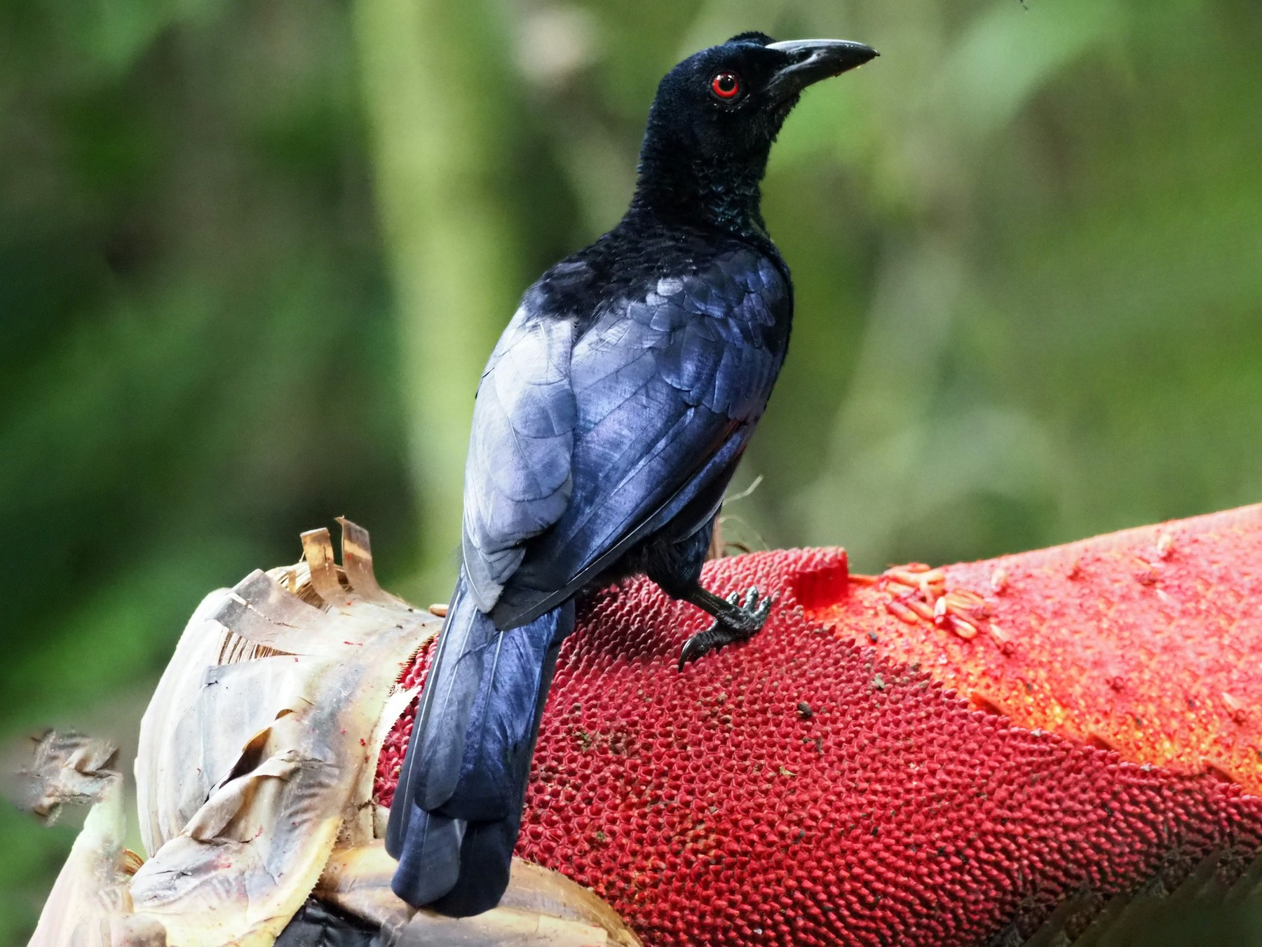 25 Spectacular Purple Birds (With Facts and Photos) - Happy Birding