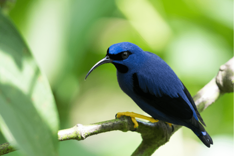 25 Spectacular Purple Birds (With Facts and Photos) - Happy Birding