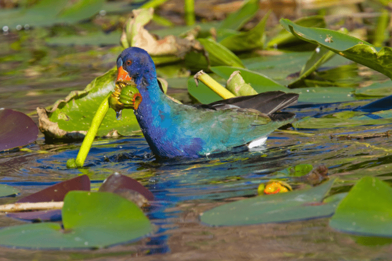 25 Spectacular Purple Birds (With Facts and Photos) - Happy Birding