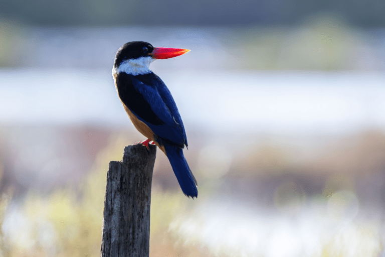 25 Spectacular Purple Birds (With Facts and Photos) - Happy Birding