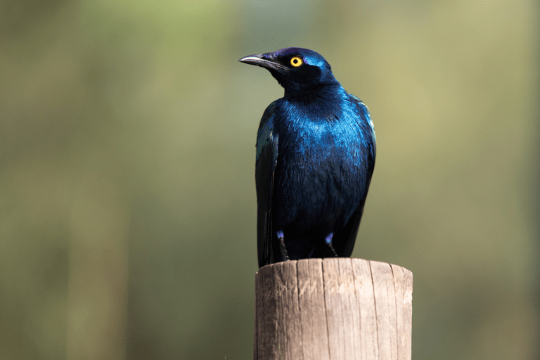 25 Spectacular Purple Birds (With Facts and Photos) - Happy Birding