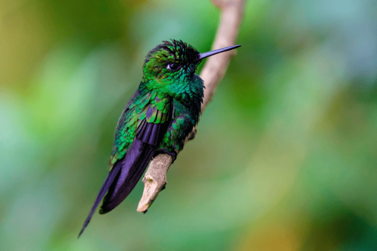 25 Spectacular Purple Birds (With Facts and Photos) - Happy Birding