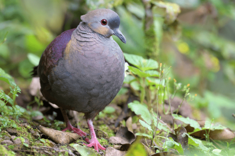25 Spectacular Purple Birds (With Facts and Photos) - Happy Birding