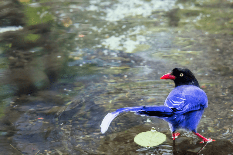25 Spectacular Purple Birds (With Facts and Photos) - Happy Birding