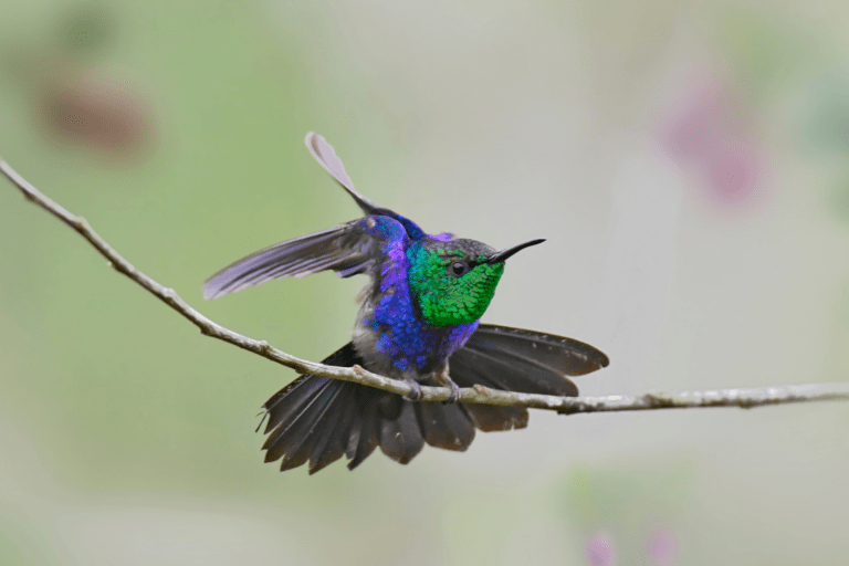 25 Spectacular Purple Birds (With Facts and Photos) - Happy Birding