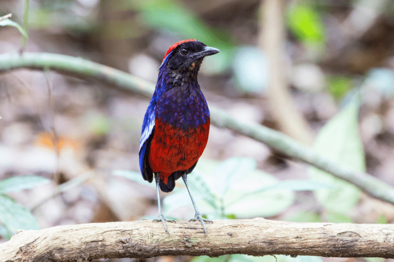 25 Spectacular Purple Birds (With Facts and Photos) - Happy Birding