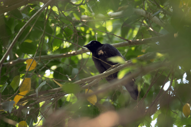 25 Spectacular Purple Birds (With Facts and Photos) - Happy Birding