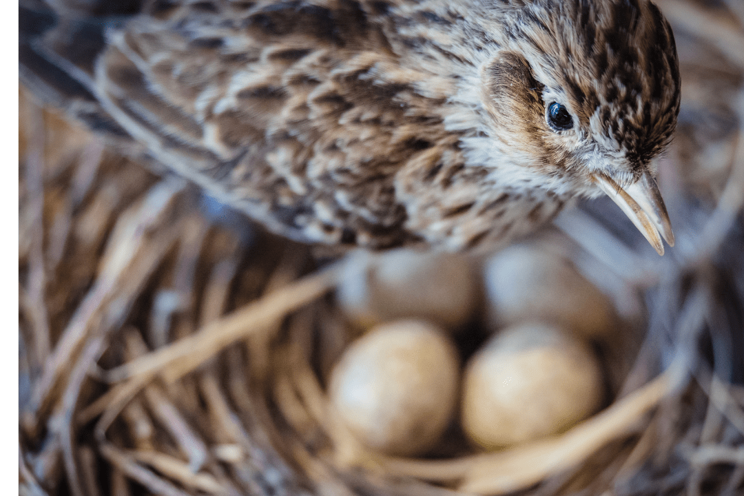 When Do Sparrows Lay Eggs? Expert Answer - Happy Birding