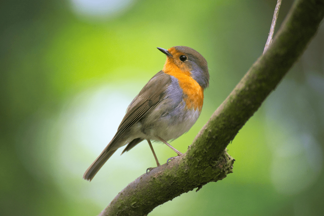 Do Birds Go Into Heat? (What Happens) - Happy Birding